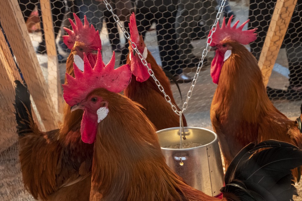 El Prat calienta motores para su 46 Fira Avícola | El Llobregat